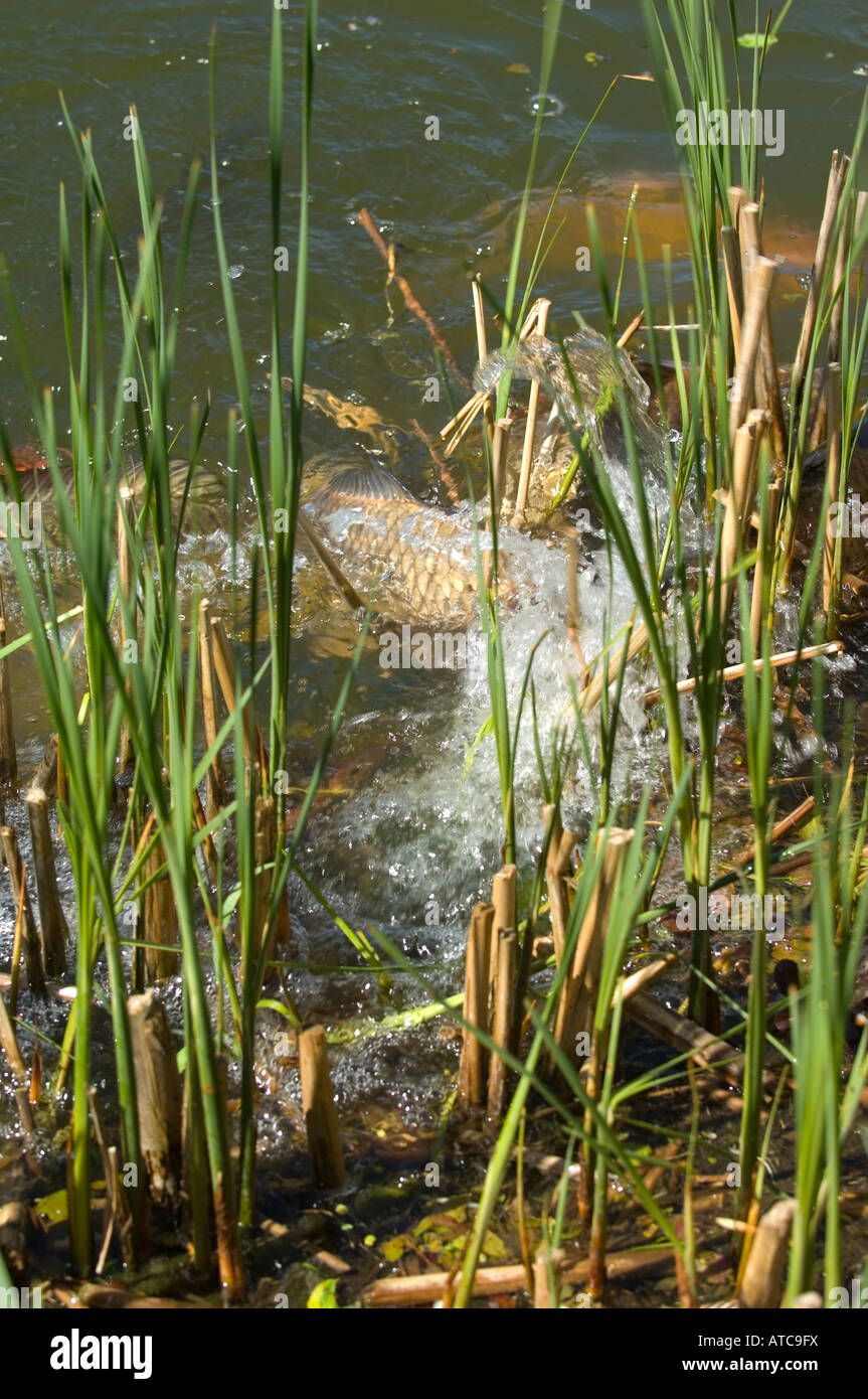 Carp (Cyprinus carpo) Spawning in shallow water Stock Photo - Alamy