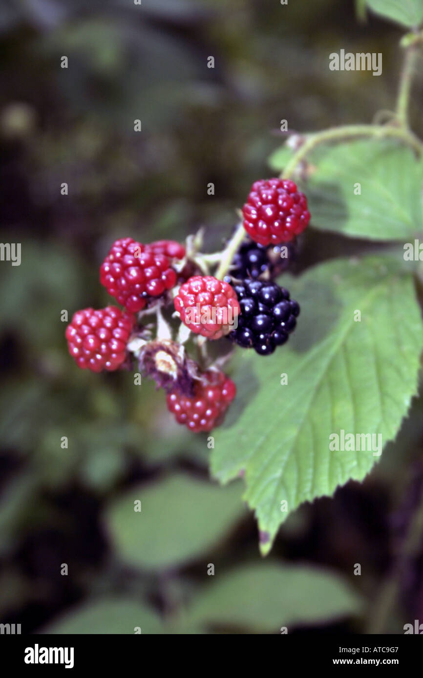 Rubus fruticosus thorn hi-res stock photography and images - Alamy
