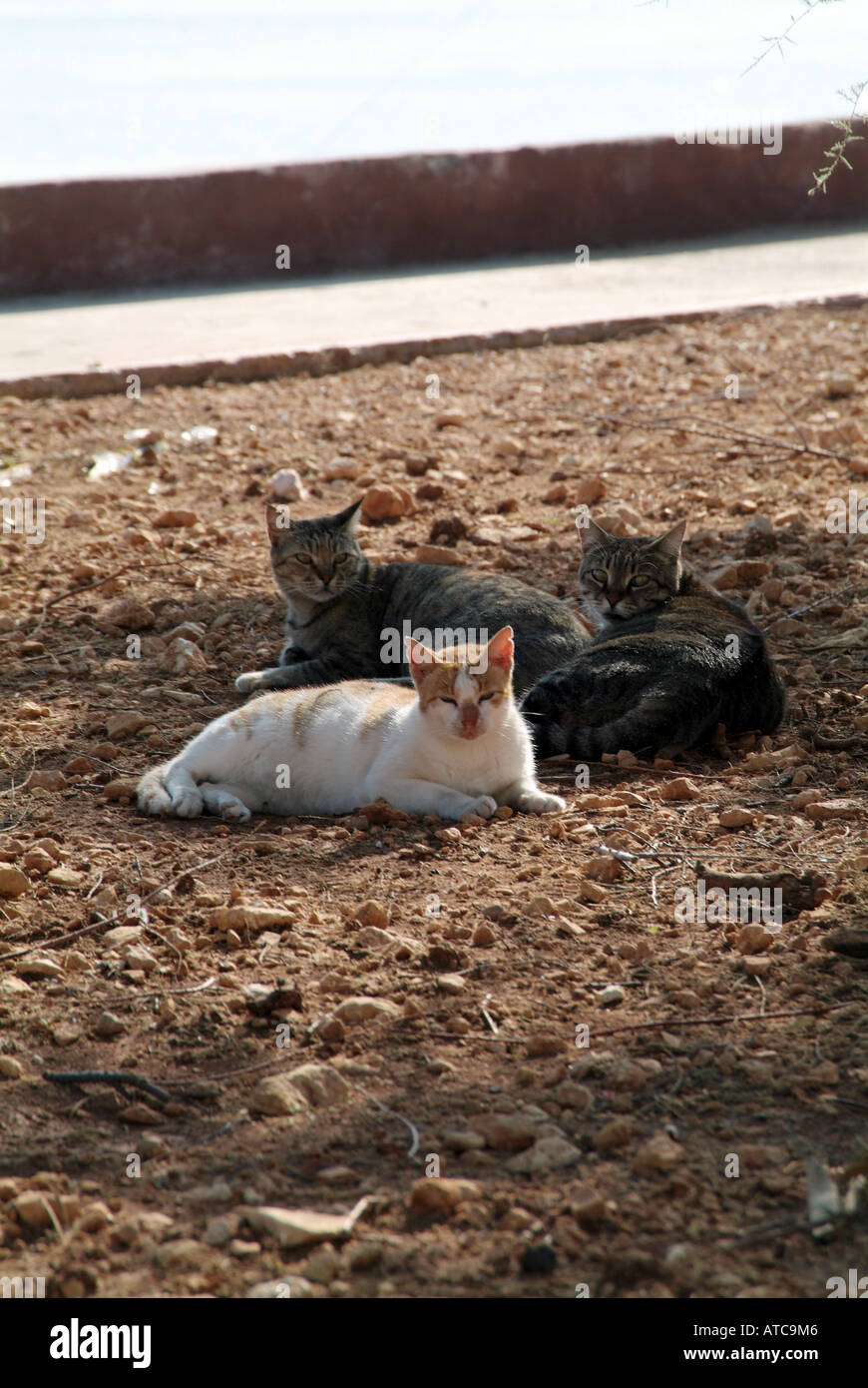 stray, cats, cat, feline, moggy, tom Stock Photo - Alamy