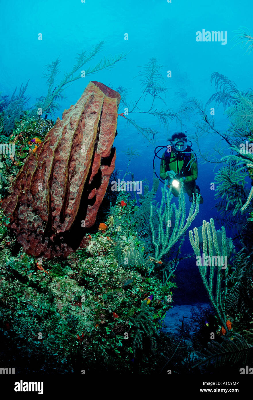 Coral reef underwater bahamas hi-res stock photography and images - Alamy