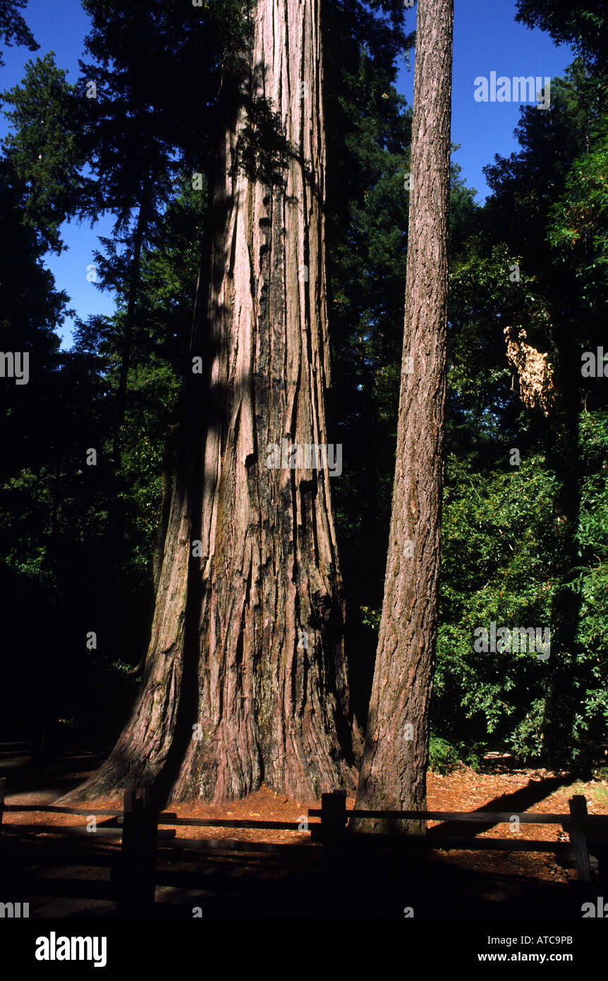 Coast redwood tree Sequoia sempervirens, Big Basin Redwoods, Santa Cruz ...