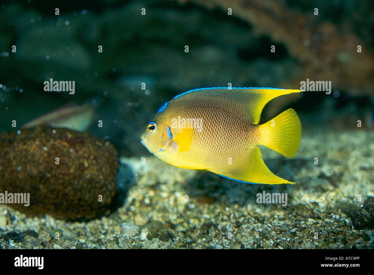 A brightly coloured Queen Angel Fish swimming the waters of the Key ...