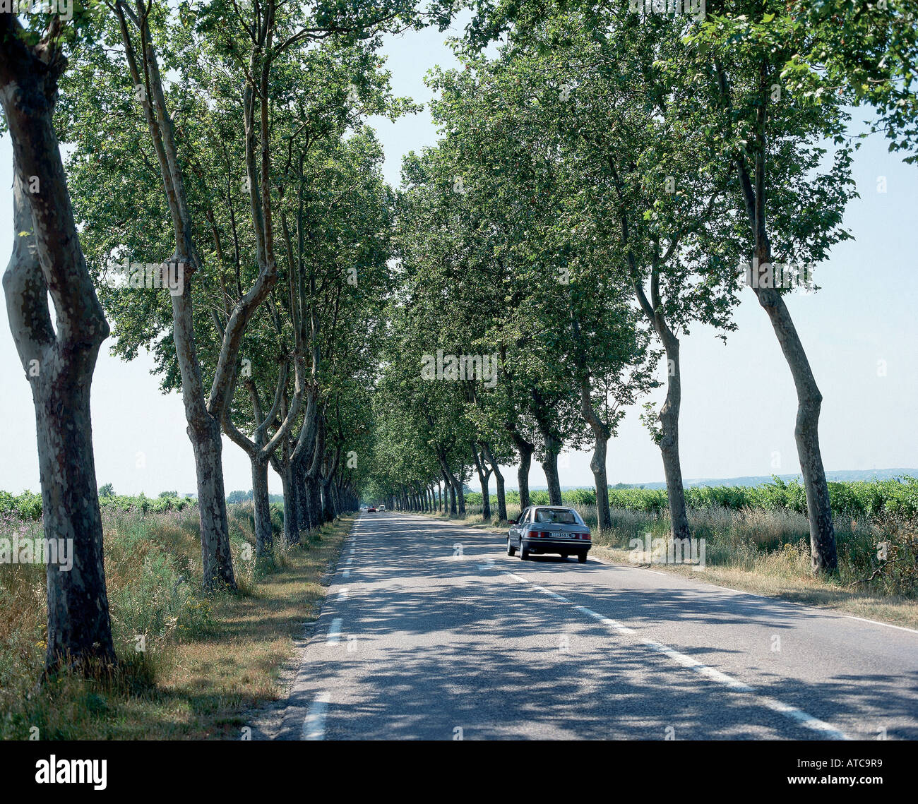 A car travelling in the dappled shade cast by an avenue of tall plane ...