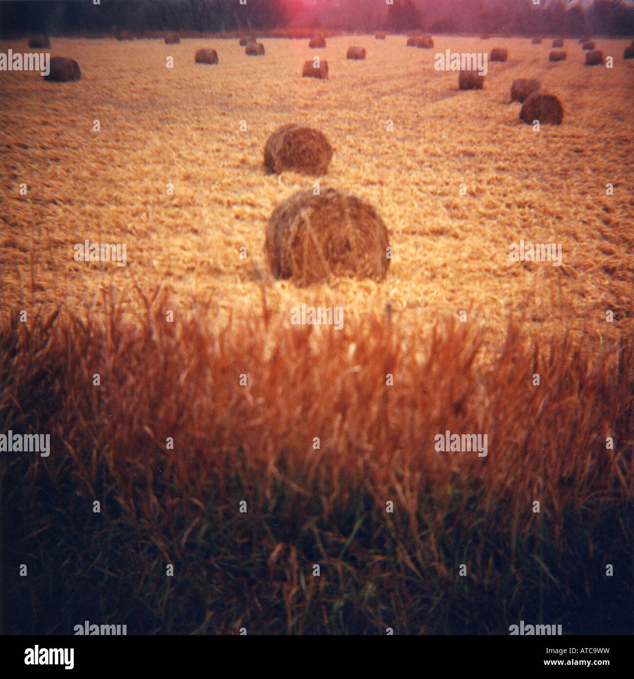 hay bales in a field on a farm Stock Photo - Alamy