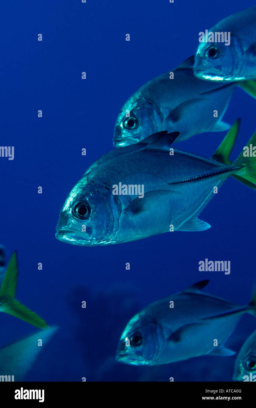 School of horse eye jack hi-res stock photography and images - Alamy