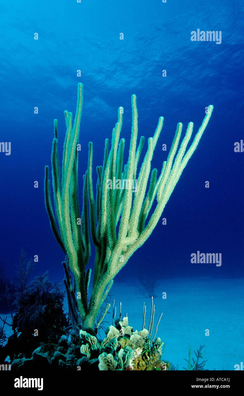 Sea rod corals hi-res stock photography and images - Alamy