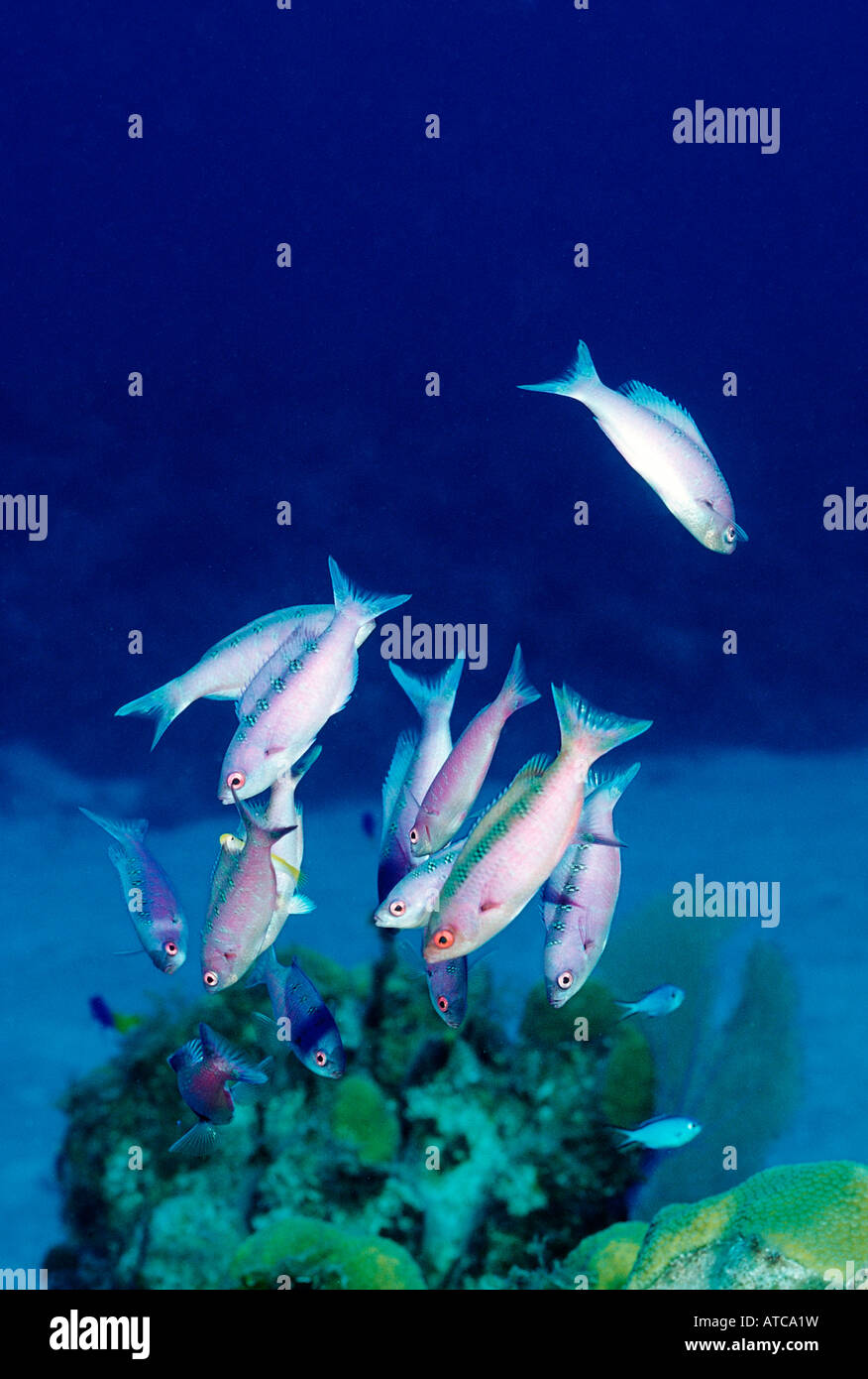 Schooling Creole Wrasse Clepticus Parrae Caribbean Sea Curacao Stock ...