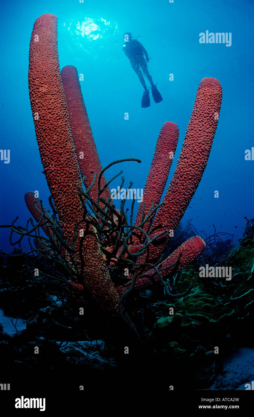 Sponge and Diver Caribbean Sea British Virgin Islands Stock Photo - Alamy