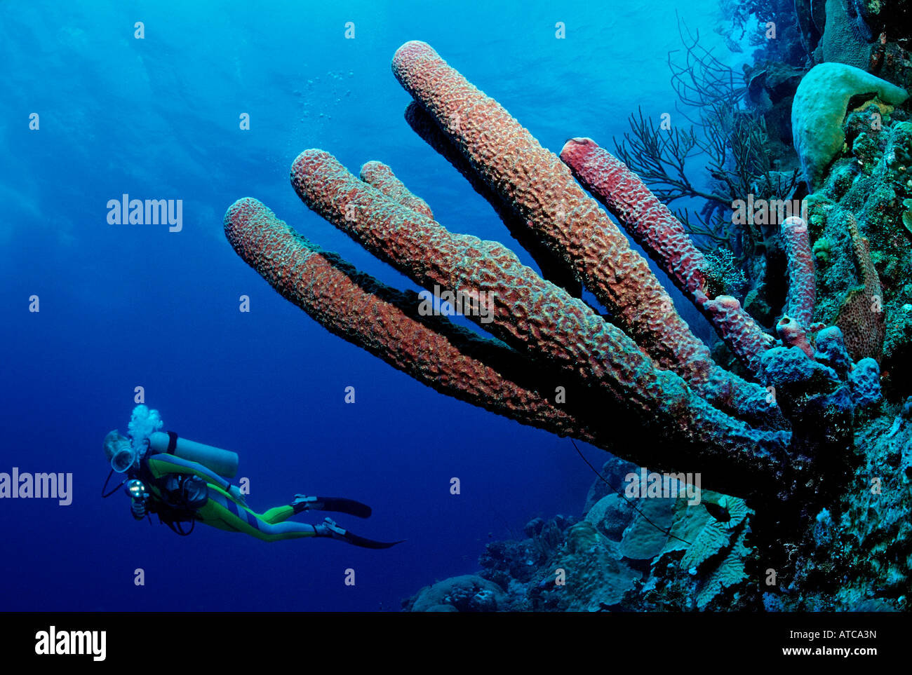 Caribbean coral hi-res stock photography and images - Alamy