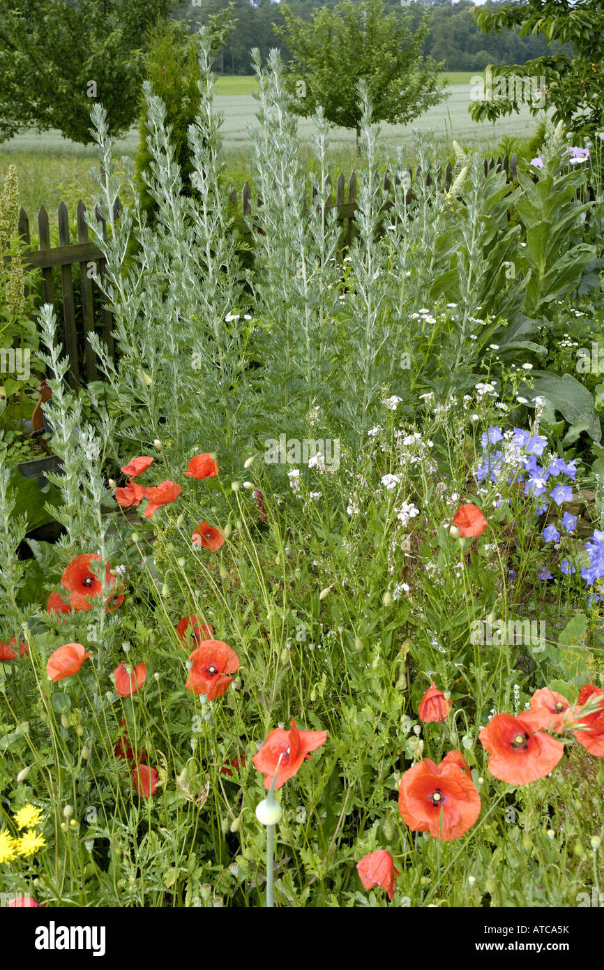 Sagewort artemisia absinthium hi-res stock photography and images - Alamy