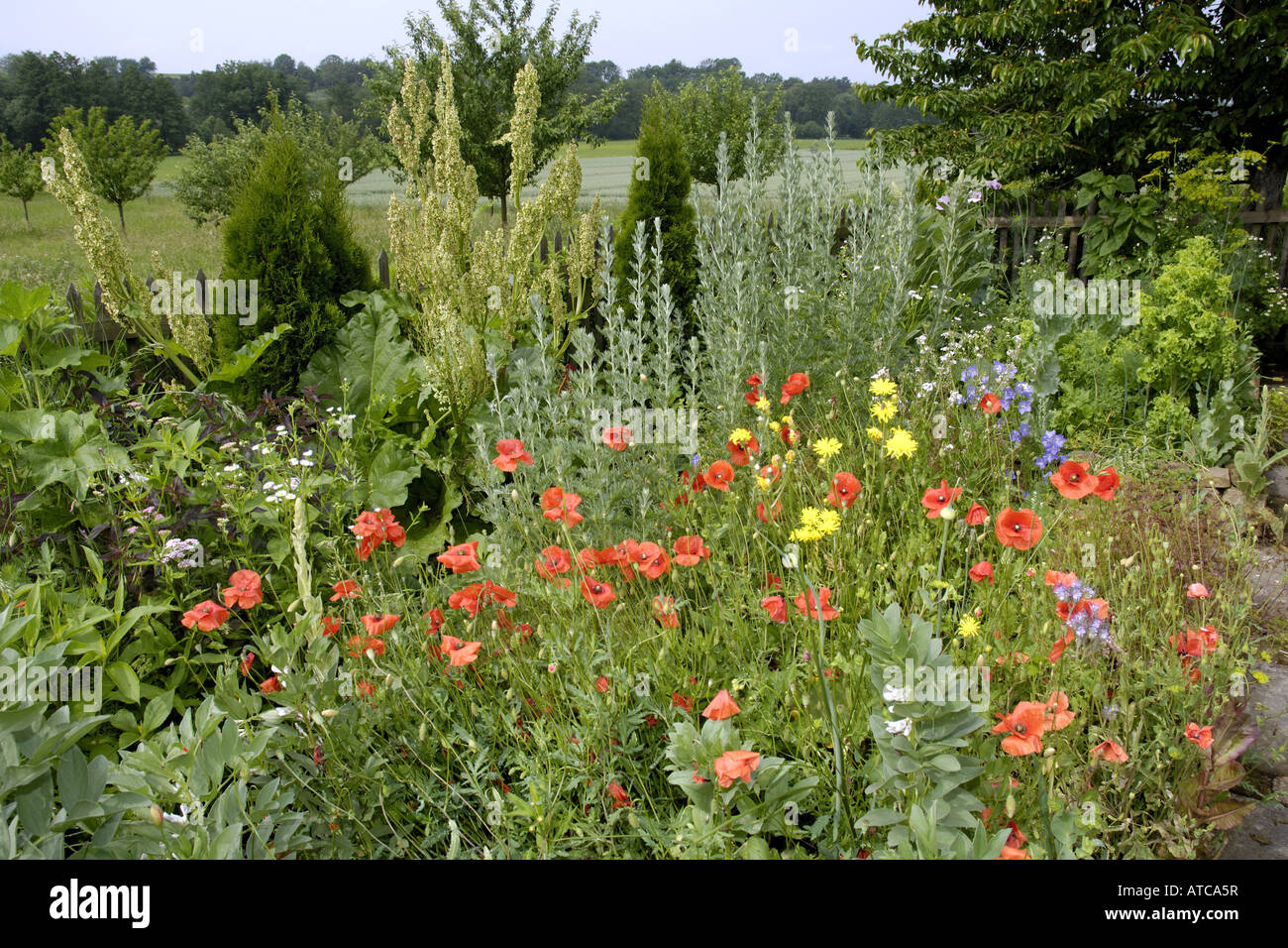 Sagewort artemisia absinthium hi-res stock photography and images - Alamy