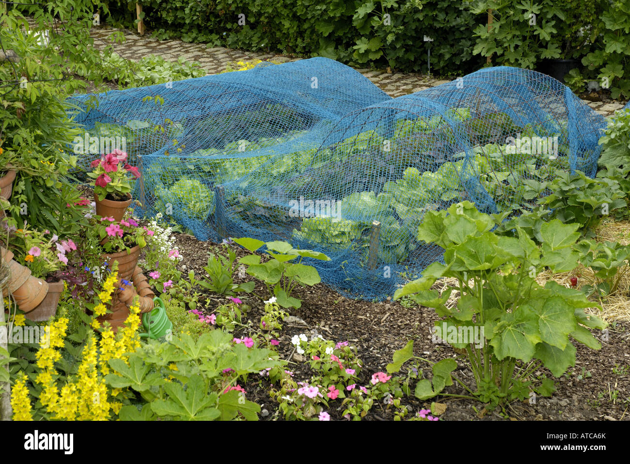 Strawberries pest hi-res stock photography and images - Alamy