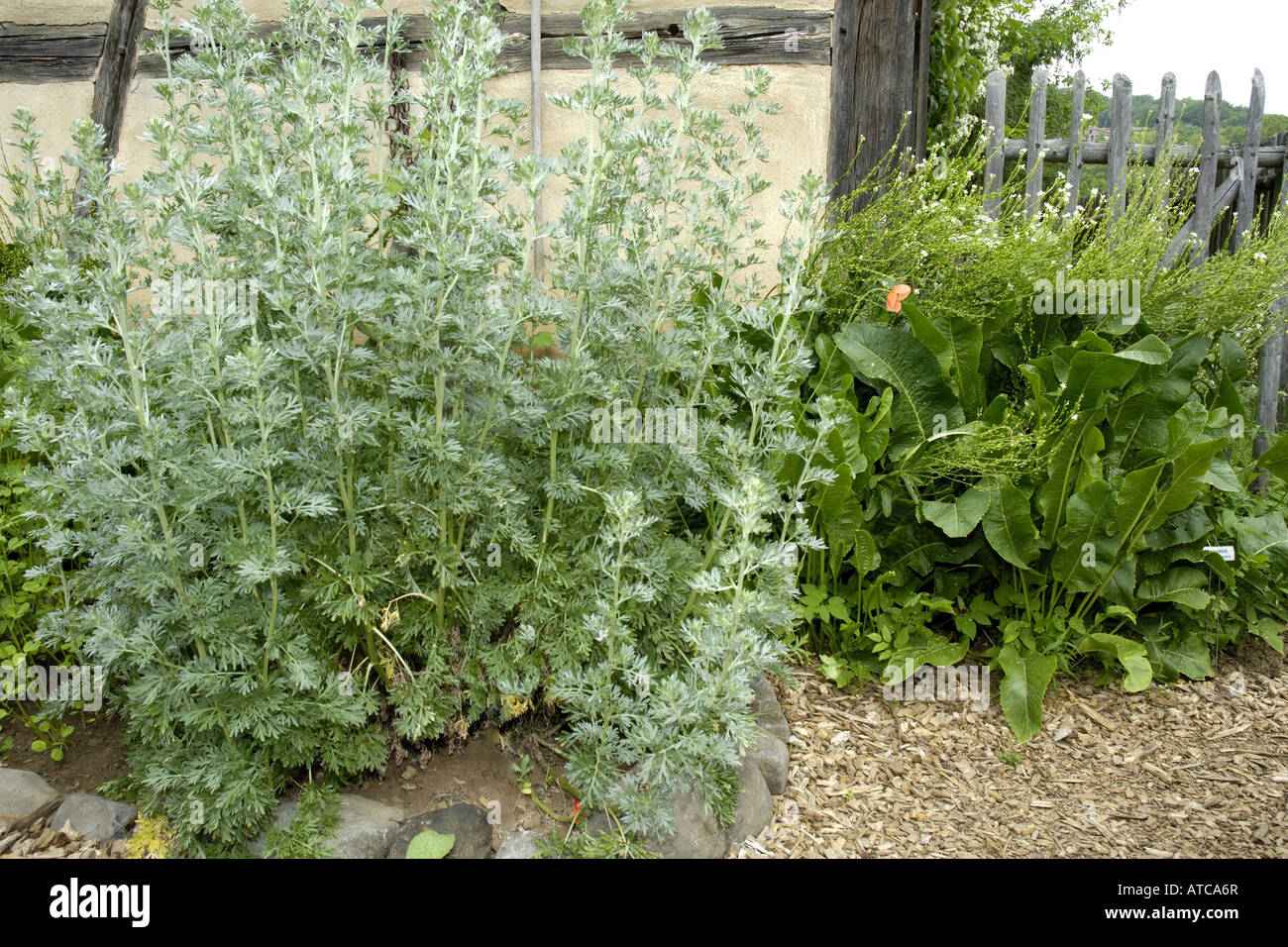 Sagewort Artemisia Absinthium High Resolution Stock Photography and ...