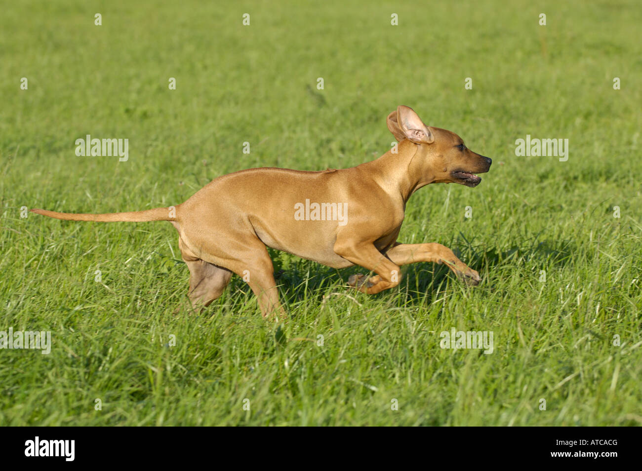 Four months Rhodesian Ridgeback dog Stock Photo - Alamy