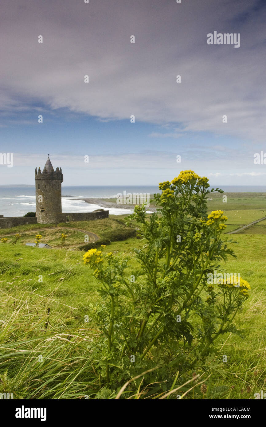 Doonagore Castle with Senecio (Senecio jacobaea), Ireland, Clarens ...