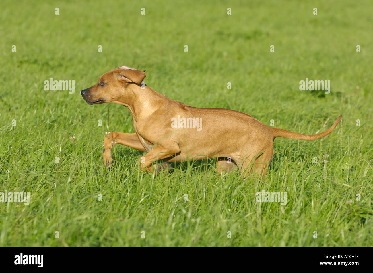 Four months Rhodesian Ridgeback dog Stock Photo - Alamy