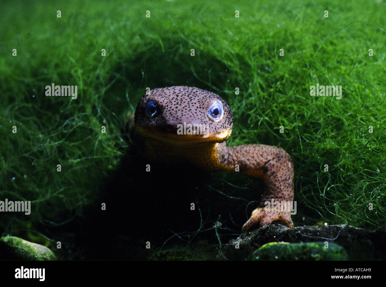 California newt Taricha torosa emerges from pond algae Native of Santa ...