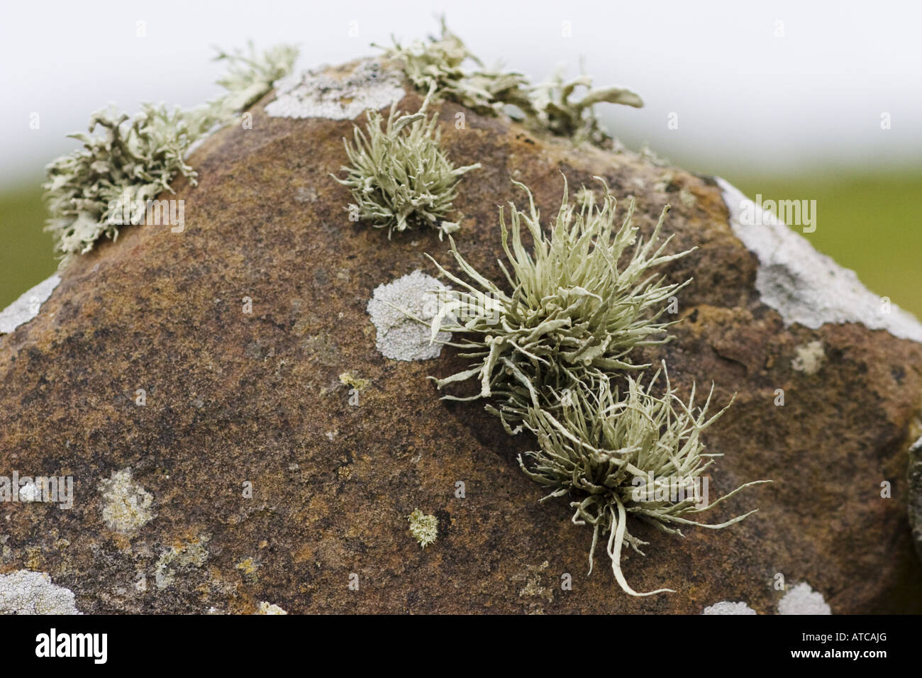 Irish lichens hi-res stock photography and images - Alamy