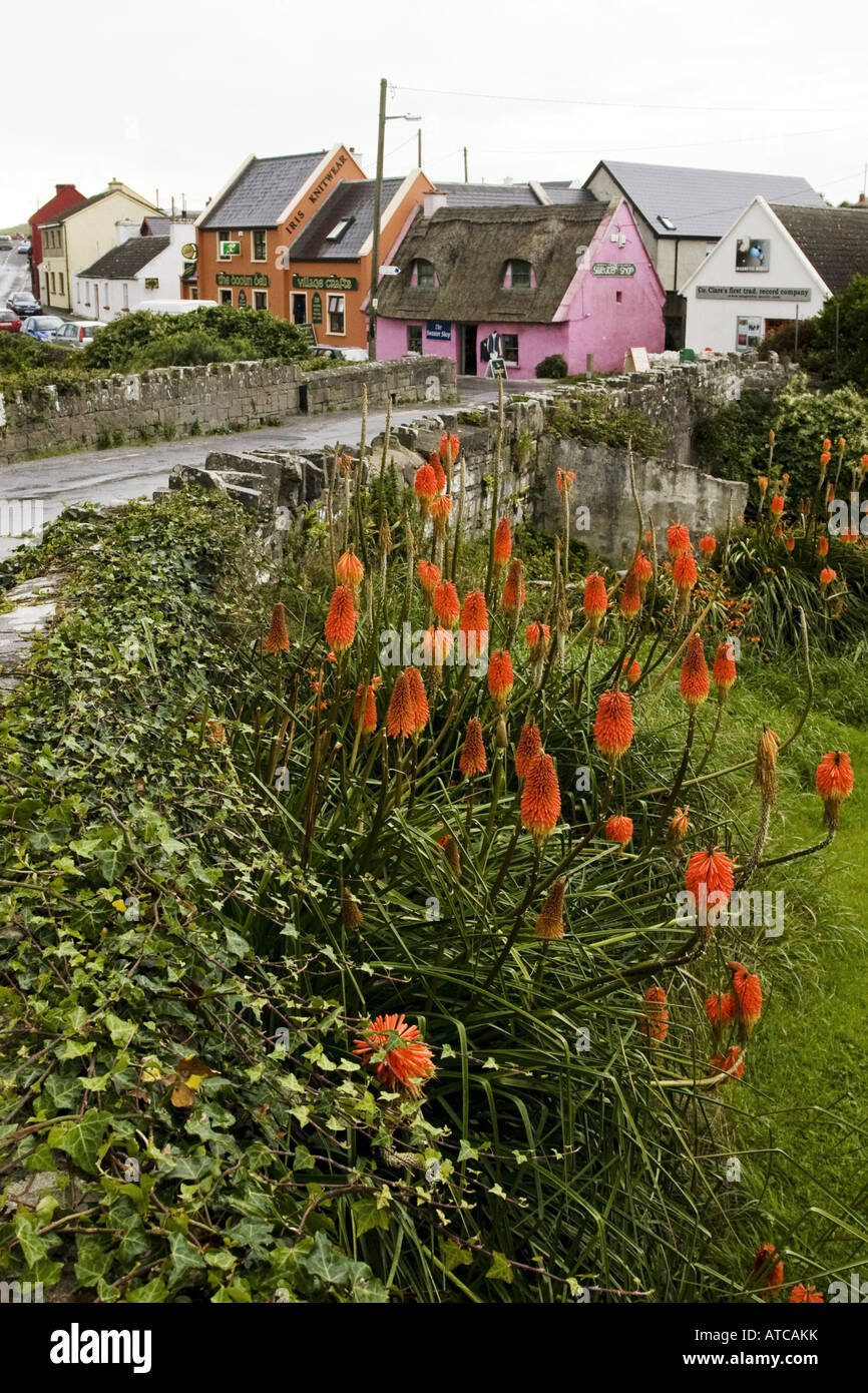 torch lily hybrid, red-hot poker hybrid (Kniphofia Hybrid), Doolun ...