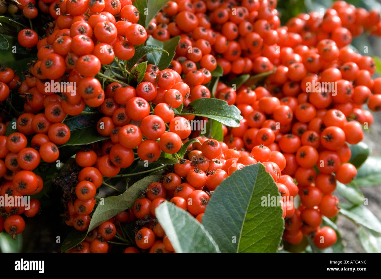 Fruiting firethorn hi-res stock photography and images - Alamy