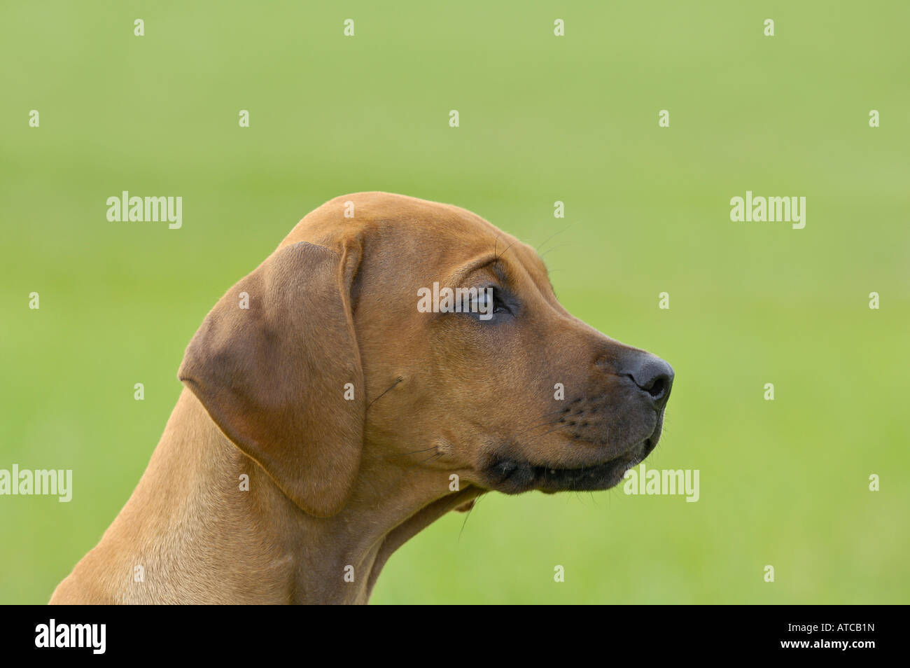 Rhodesian ridgeback face hi-res stock photography and images - Alamy
