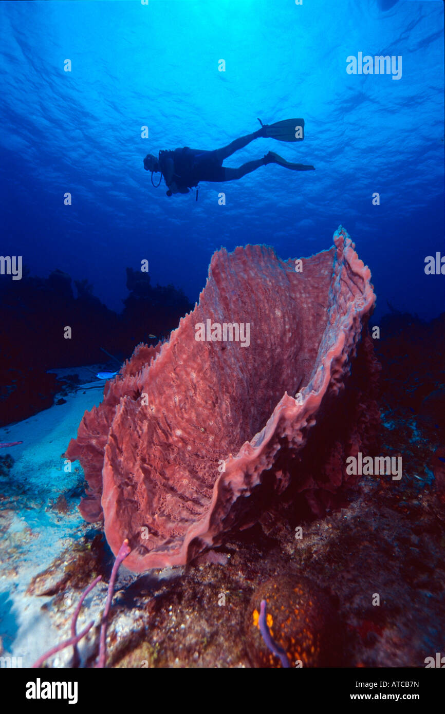 Deep sea sponge mexico hi-res stock photography and images - Alamy