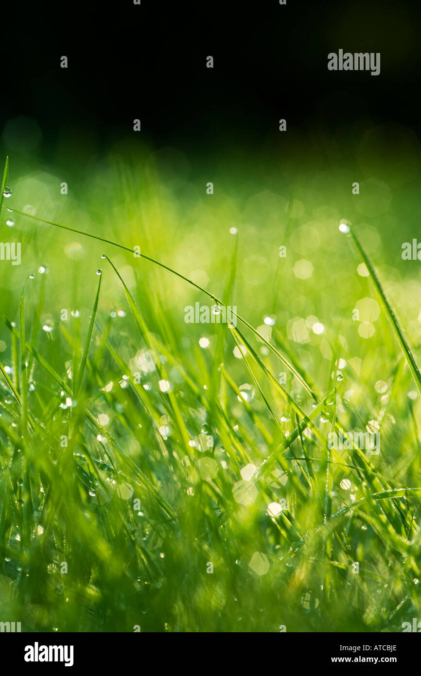 shiny morning drops in the grass Stock Photo - Alamy