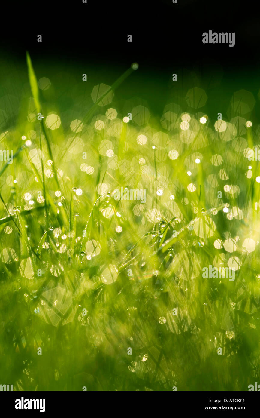 Grass abstract background Stock Photo - Alamy