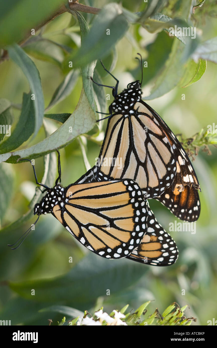Monarch (Danaus plexippus) Monarchs Butterflies mating Stock Photo - Alamy