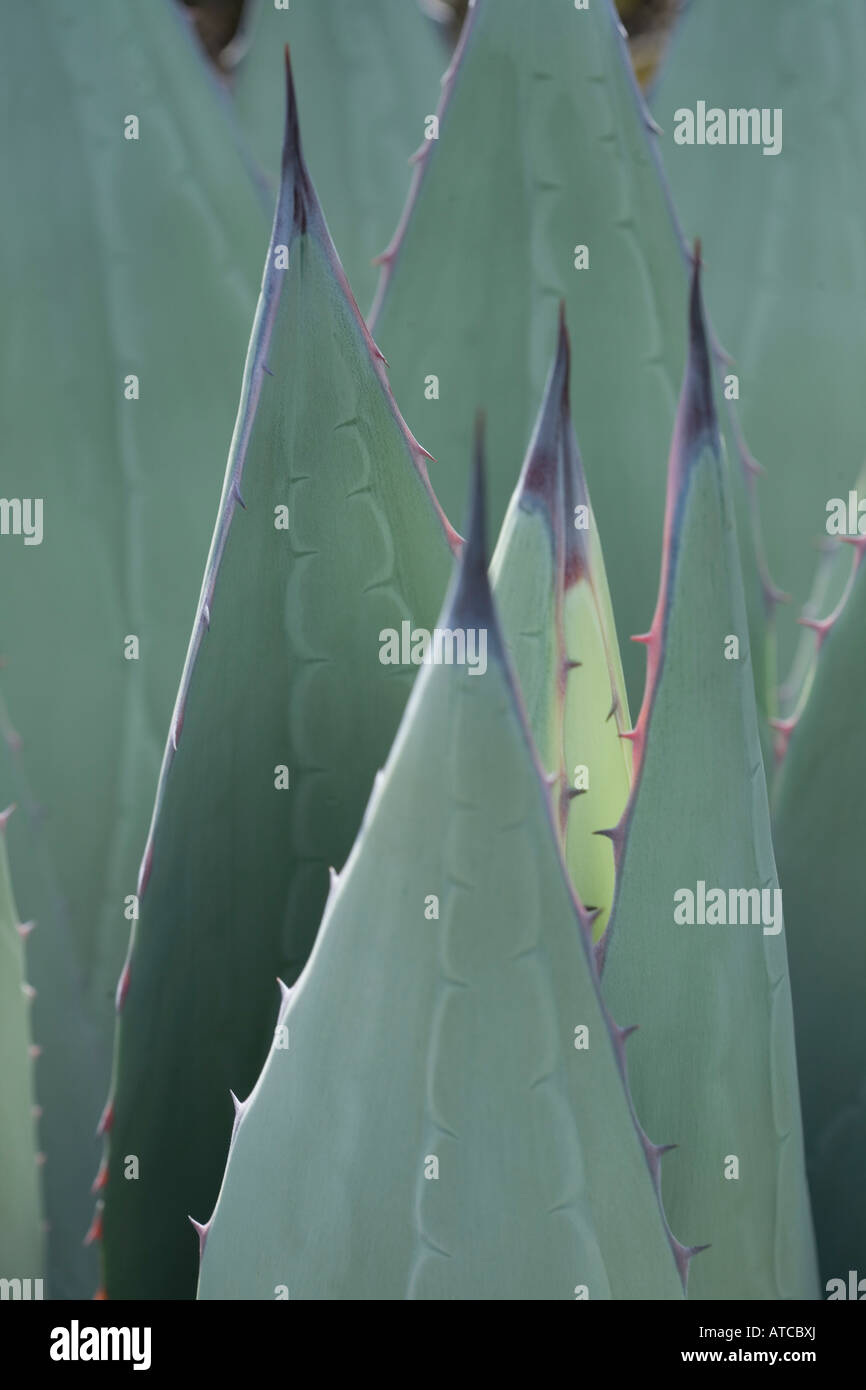 draught tolerant yucca plant with spikes Stock Photo - Alamy