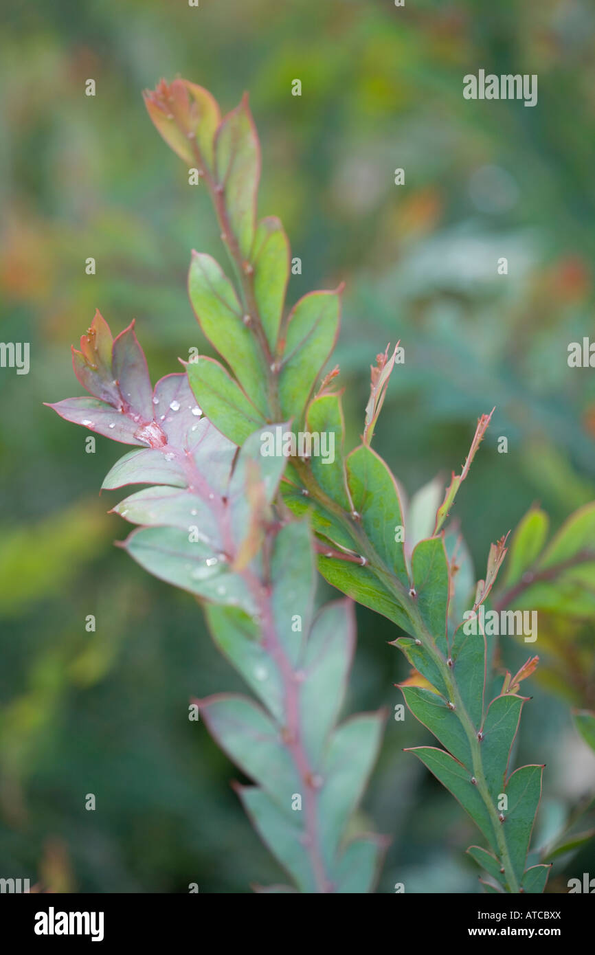 leaf leaves branch pattern greenery close up detail Stock Photo - Alamy
