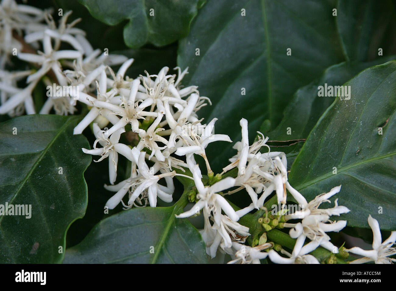 White Coffee flower plant with green leaves. Botanical Coffea canephora ...