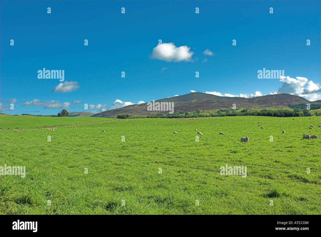 Perth scotland sheep hi-res stock photography and images - Alamy