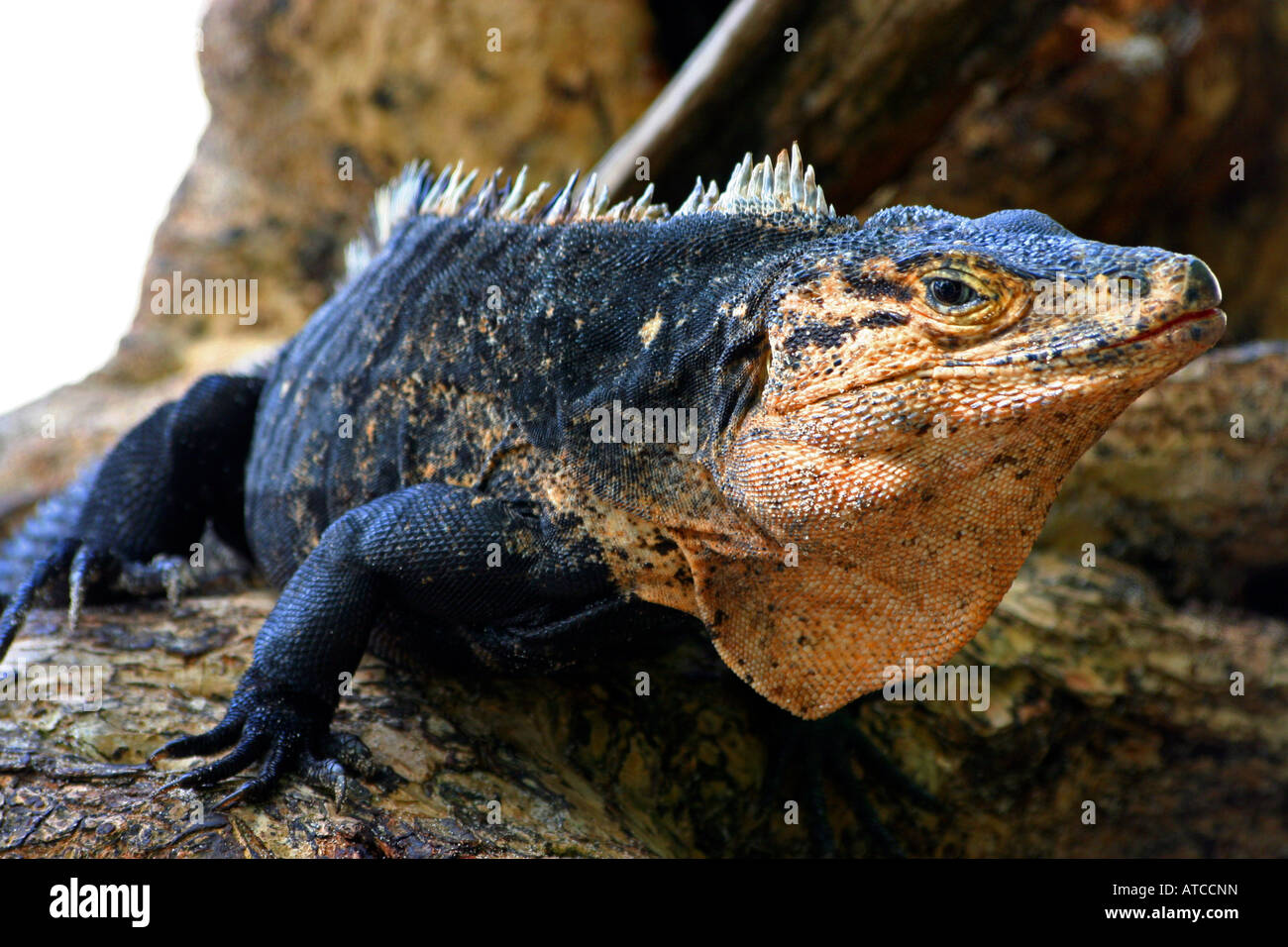 Ctenosaur spiney-tail Black Iguana in Costa Rica Stock Photo - Alamy