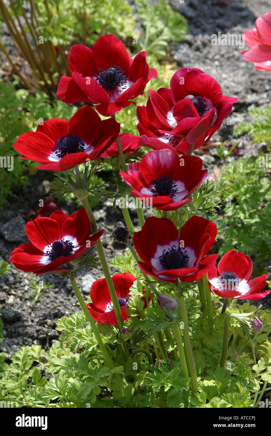 Red anemonies in sunny garden, Botany horticulture flower pretty large ...