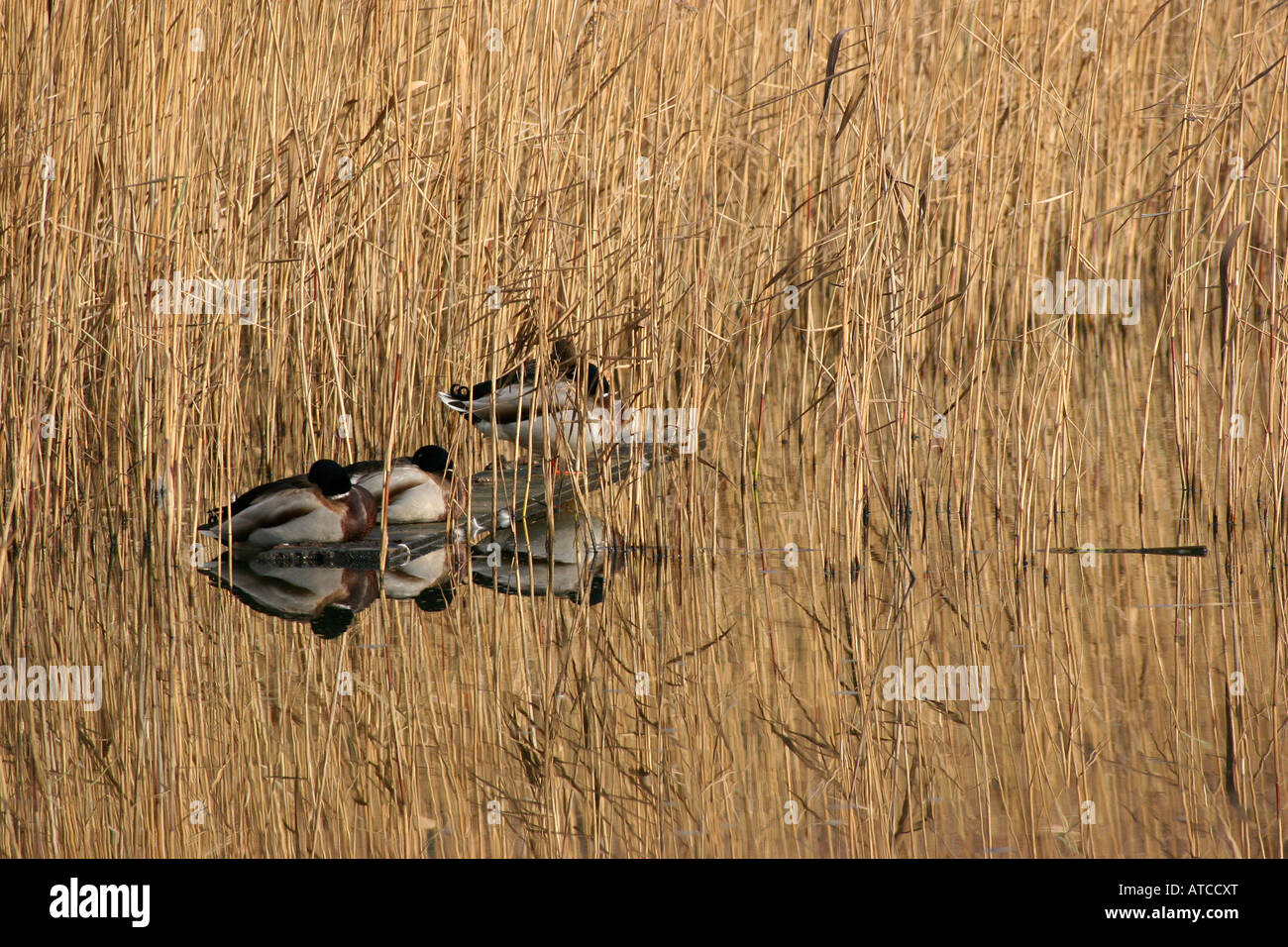 wild ducks in the reed Stock Photo - Alamy
