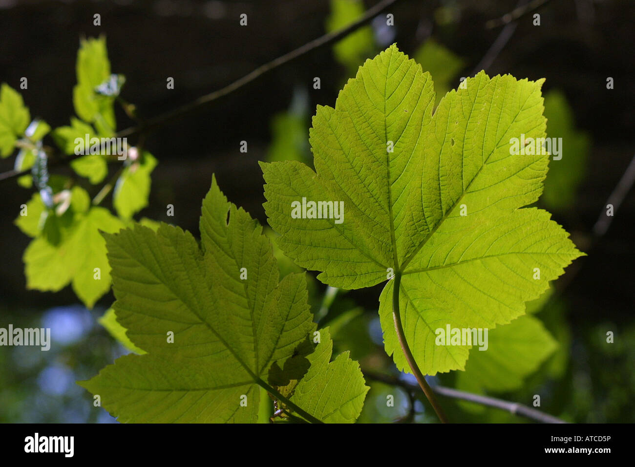 Green leaf sycamore sicomore syccamore maple tender spring nature tree ...