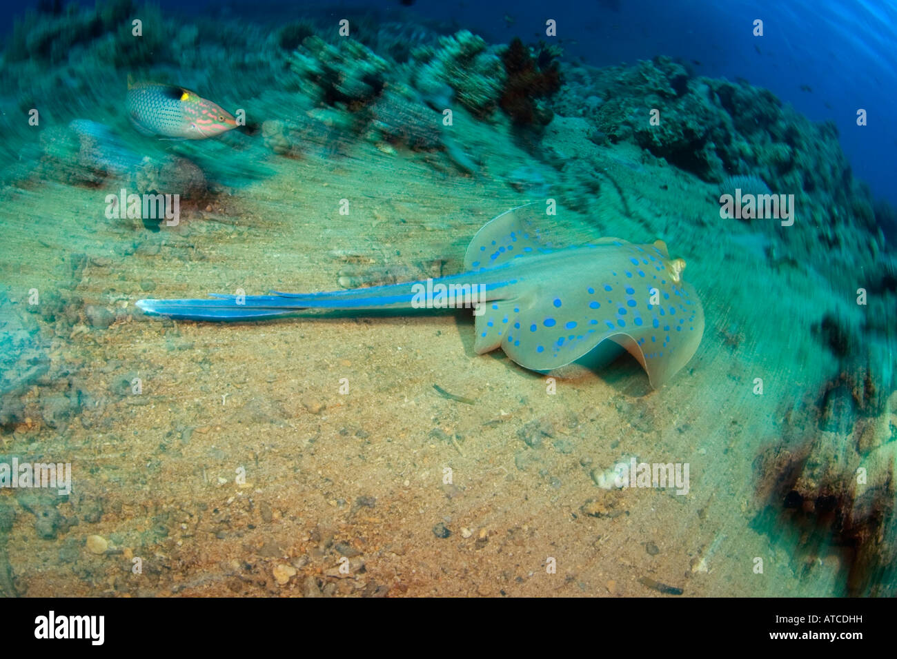Stingray Red Sea Egypt, blue spotted stingray, underwater, ocean, sea ...