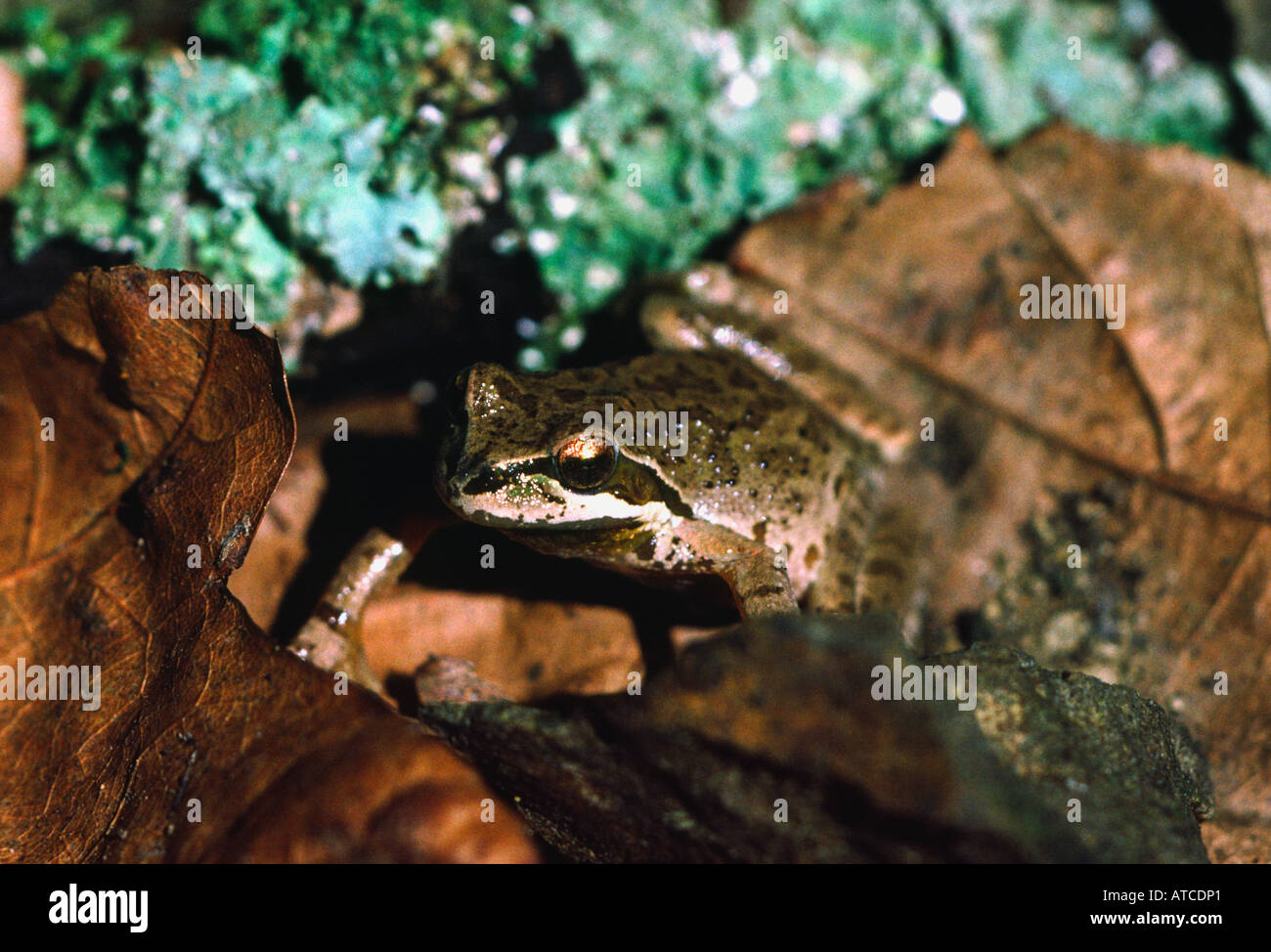 Pacific treefrog Hyla regilla San Francisco California USA brown phase ...