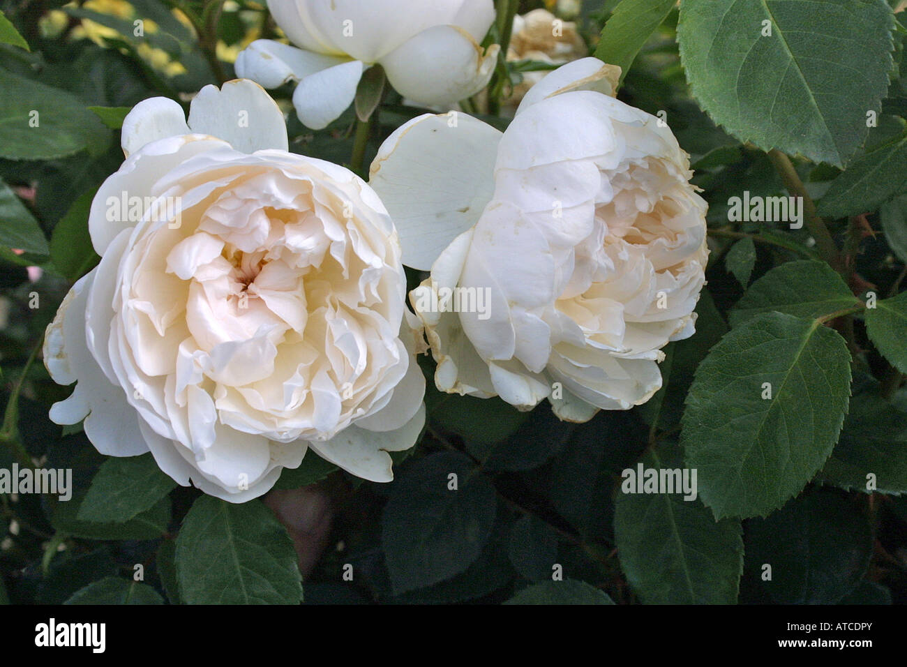 white, pink, roses head blossom in holland The Netherlands european ...