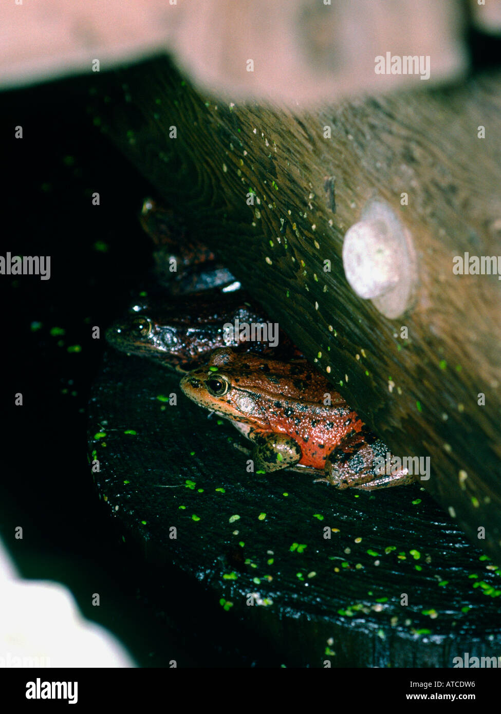 Frog gate hi-res stock photography and images - Alamy