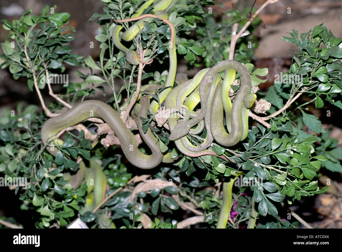 Three deadly snakes residents of the Dong Tam Snake Farm at My Tho ...