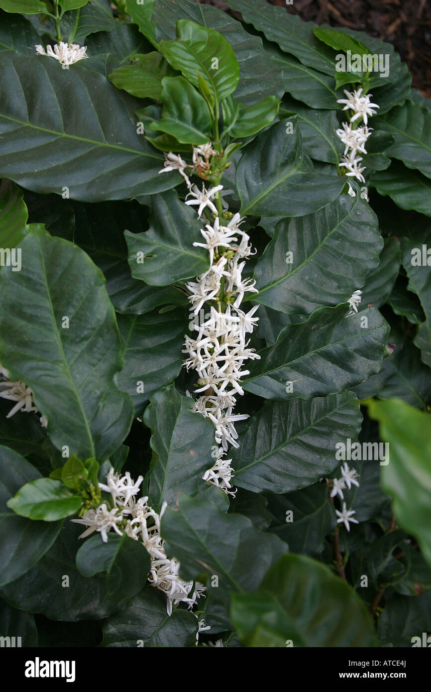 White Coffee flower plant with green leaves. Botanical Coffea canephora ...