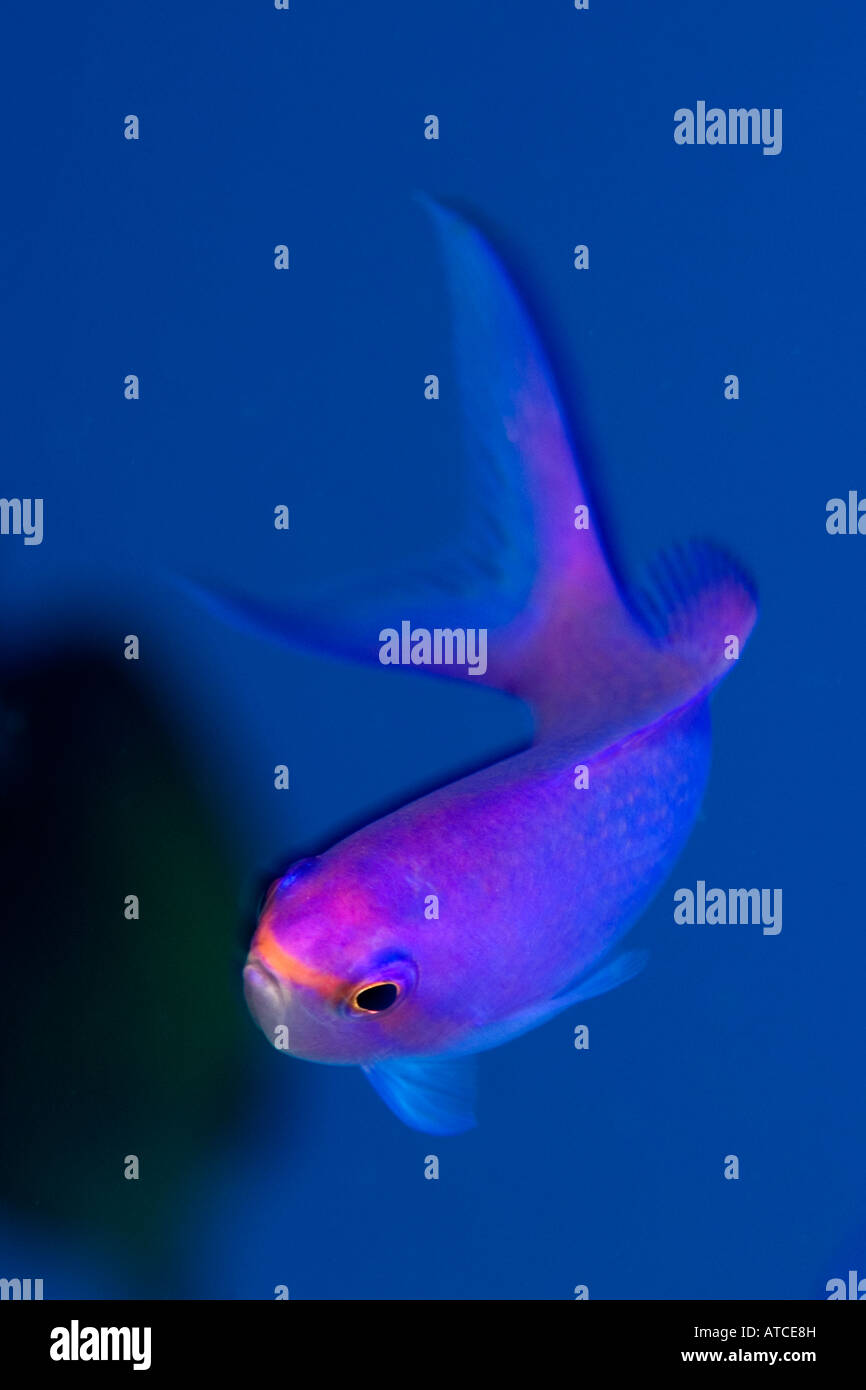 Anthias tropical fish, underwater, scuba, diving, ocean, sea, marine ...