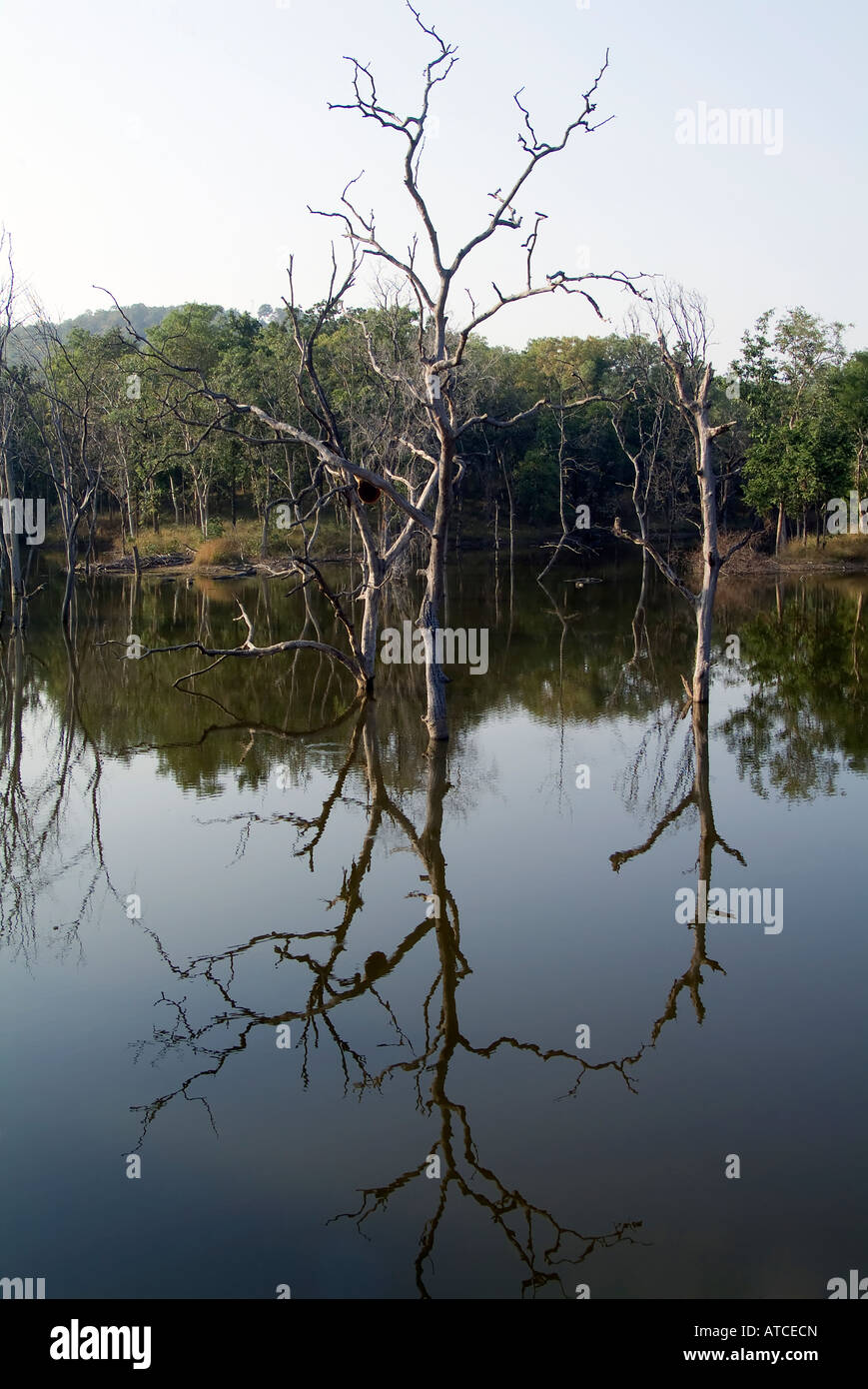 Pench national park hi-res stock photography and images - Alamy