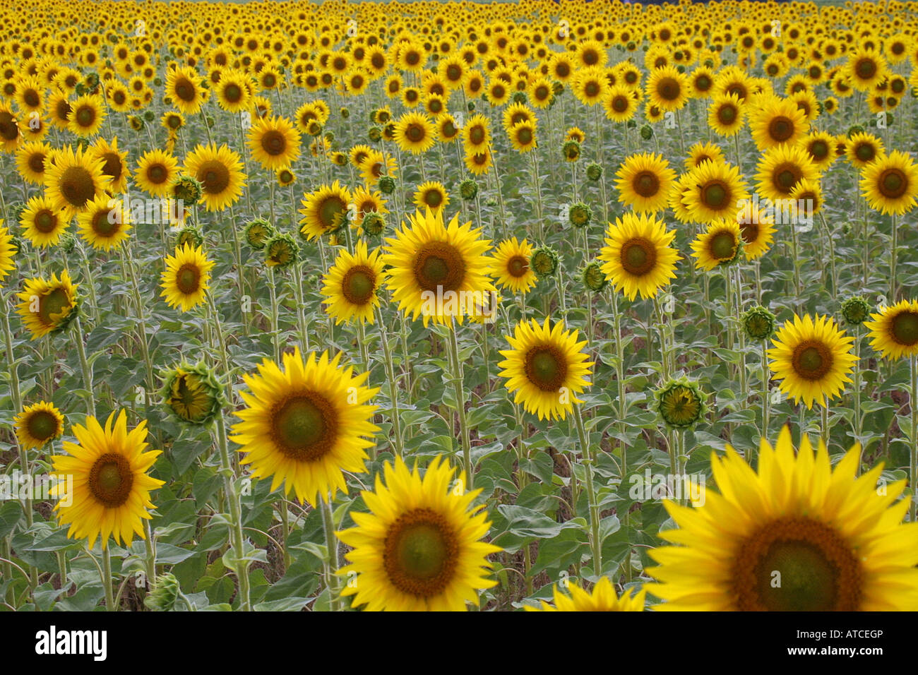 Tournesol van gogh hi-res stock photography and images - Alamy