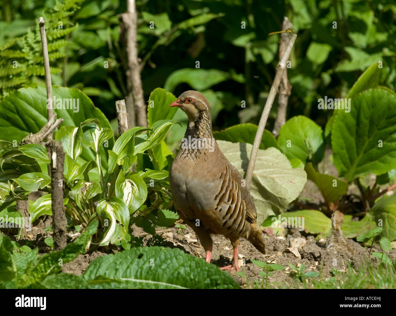 Baby partridge hi-res stock photography and images - Alamy