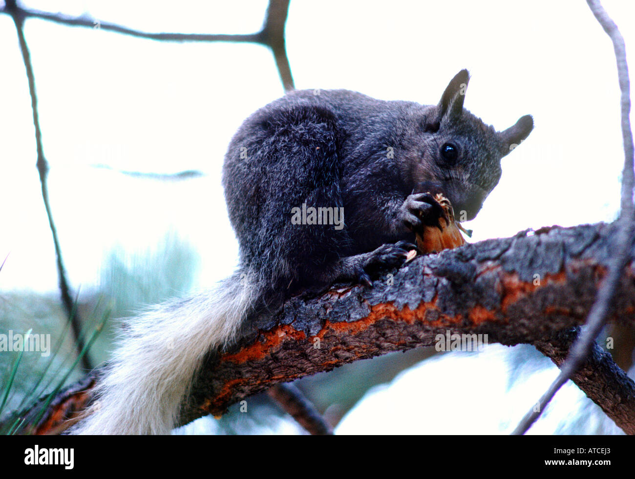 rare kaibab squirrel eats pine cone in a tree North Rim Grand Canyon ...