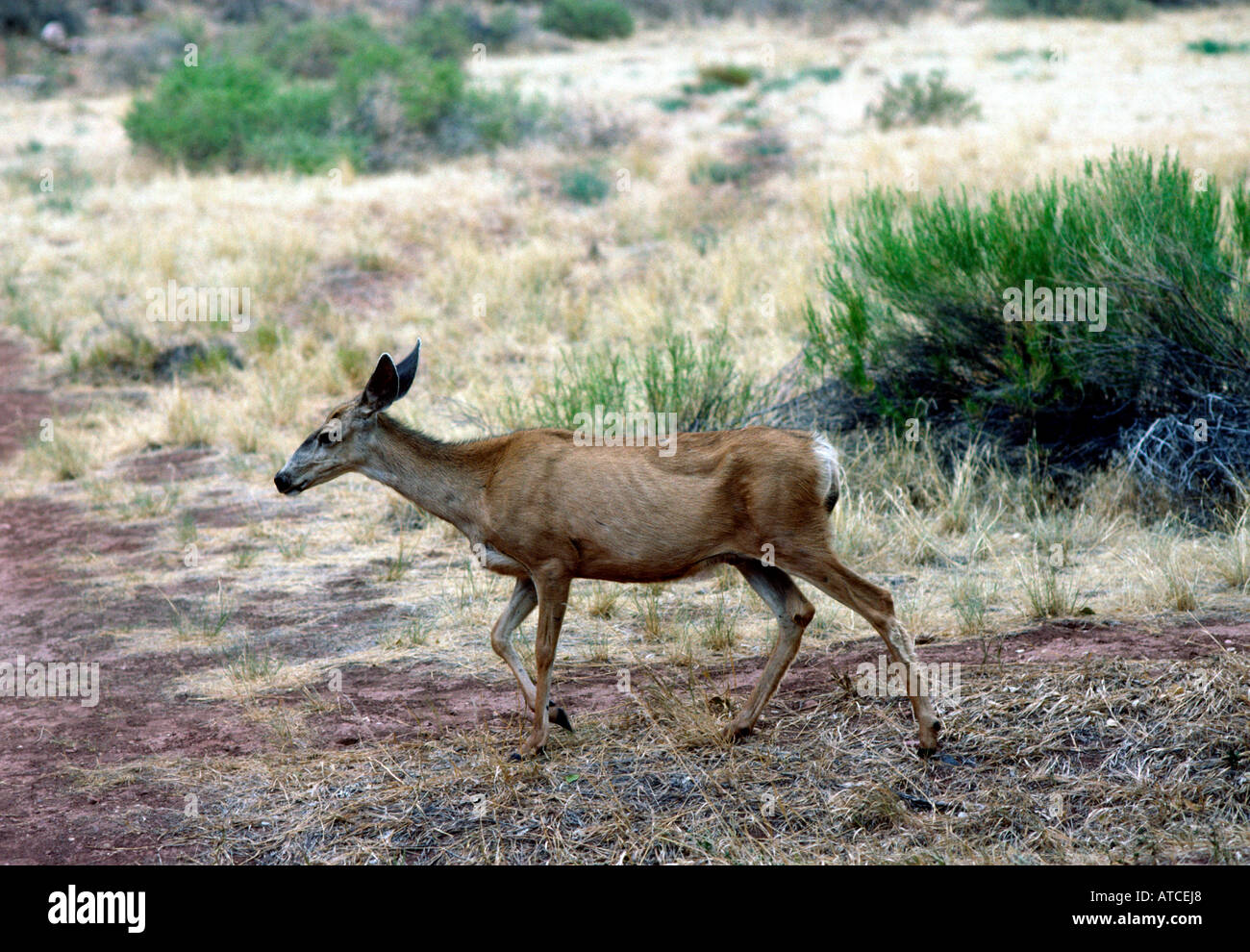 deer Zion National Park Utah Stock Photo - Alamy