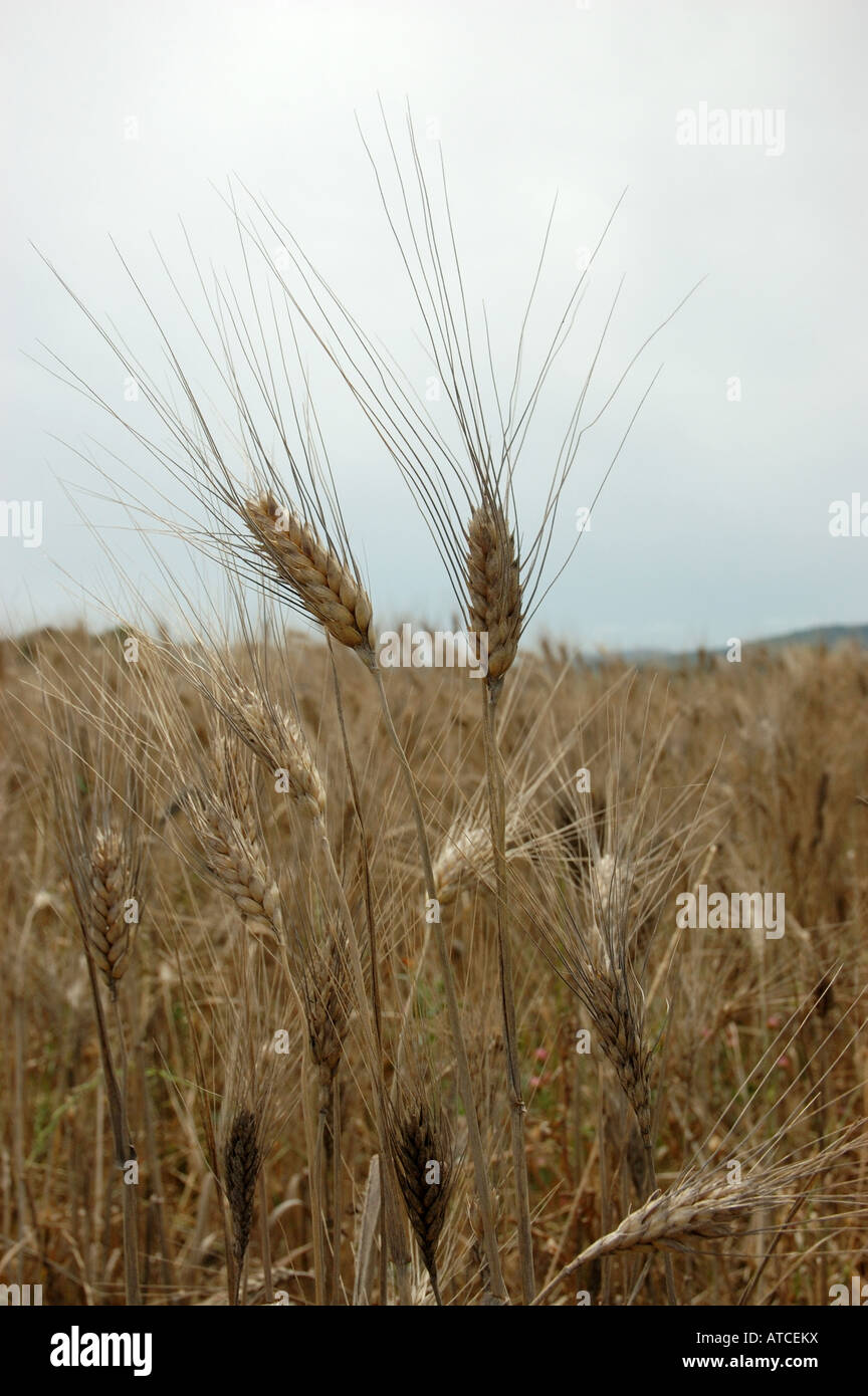 Golden ears of corn Stock Photo - Alamy